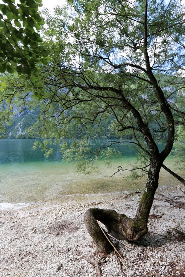 Texture and Structure of the Tree Stock Image - Image of cliff, crown ...