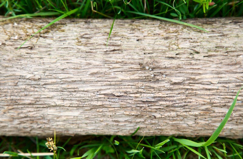 Texture of Stub Log Lying on Green Grass Stock Image - Image of fissure ...