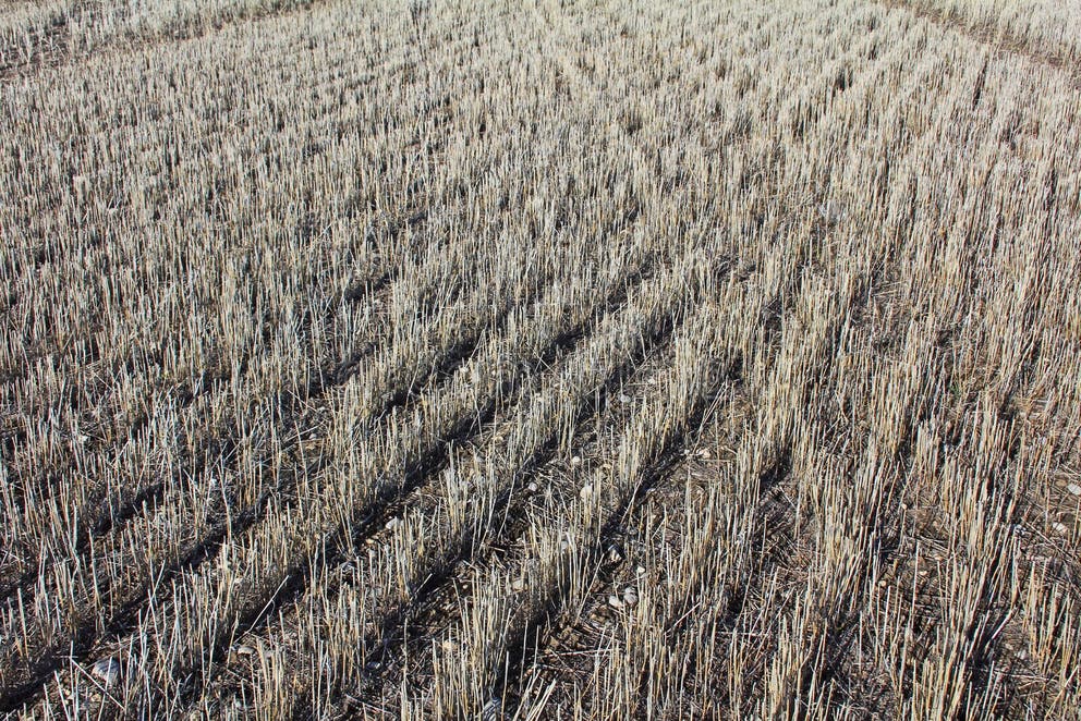 Texture of stubble field stock image. Image of floral - 31376189