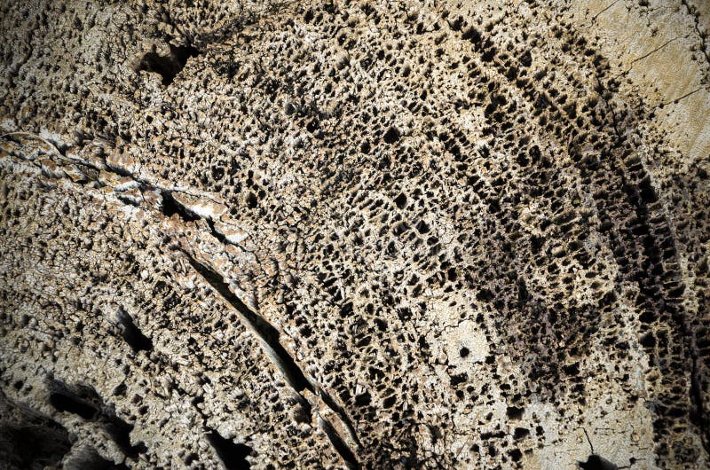 Texture of stump stock image. Image of lumber, trunk - 51512557