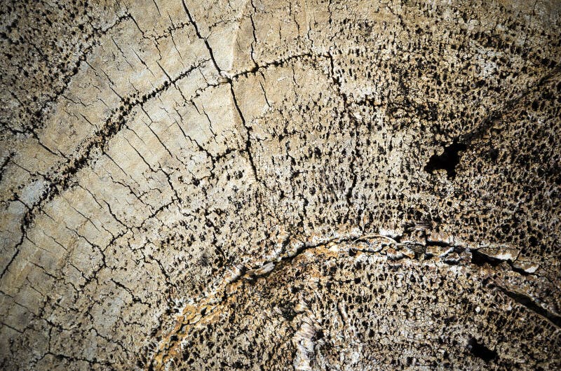 Texture of stump stock image. Image of circle, pattern - 51512745