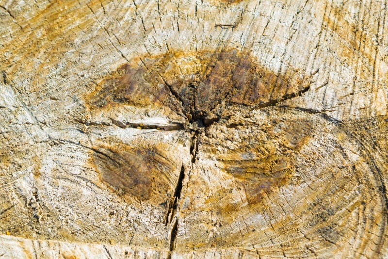 The Texture of the Stump of the Old Tree Stock Photo - Image of life ...