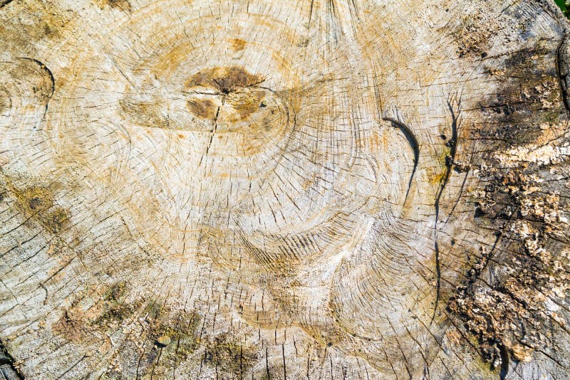 The Texture of the Stump of the Old Tree Stock Photo - Image of bark ...