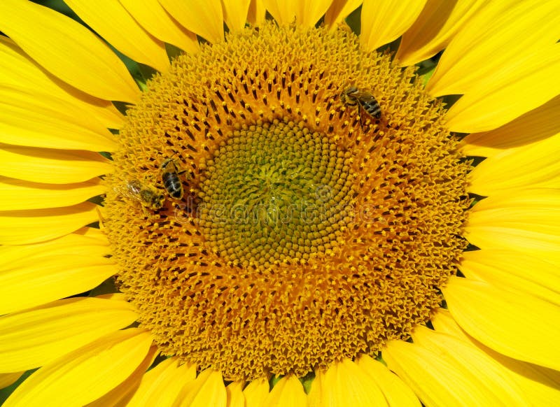 Texture of sunflower stock photo. Image of green, flower - 10729406