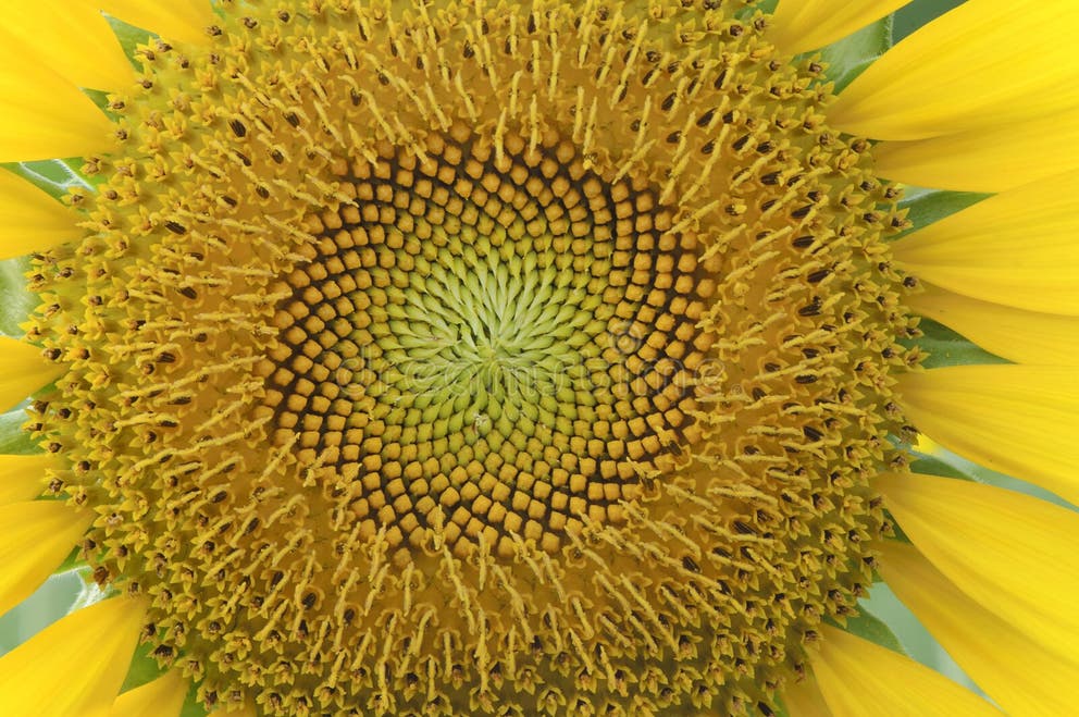 Texture of sunflower disk stock photo. Image of foliage - 61571792