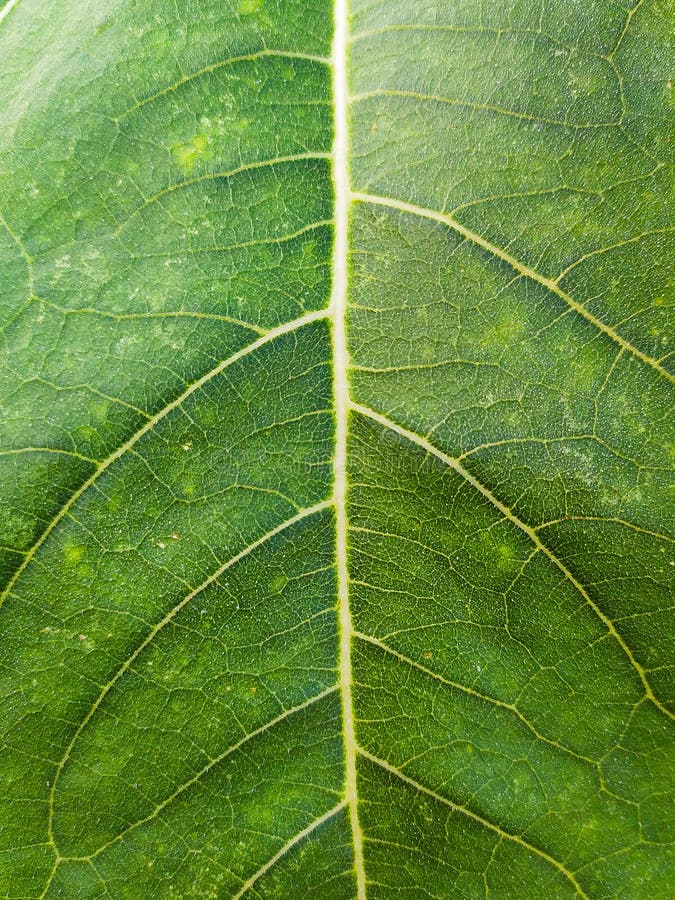 Texture of sunflower leaf stock image. Image of herb - 222592595