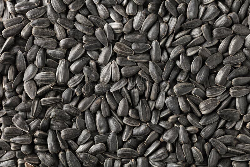 Texture of sunflower seeds stock image. Image of shape - 84175471