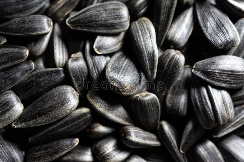 Texture of sunflower seeds stock image. Image of sunflower - 171684879