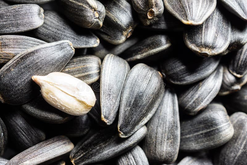 Texture of sunflower seeds stock image. Image of macro - 171684897