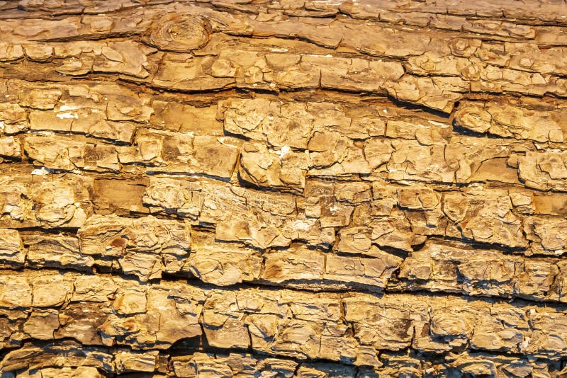 Texture of a sunset tree stock image. Image of peaceful - 222214049