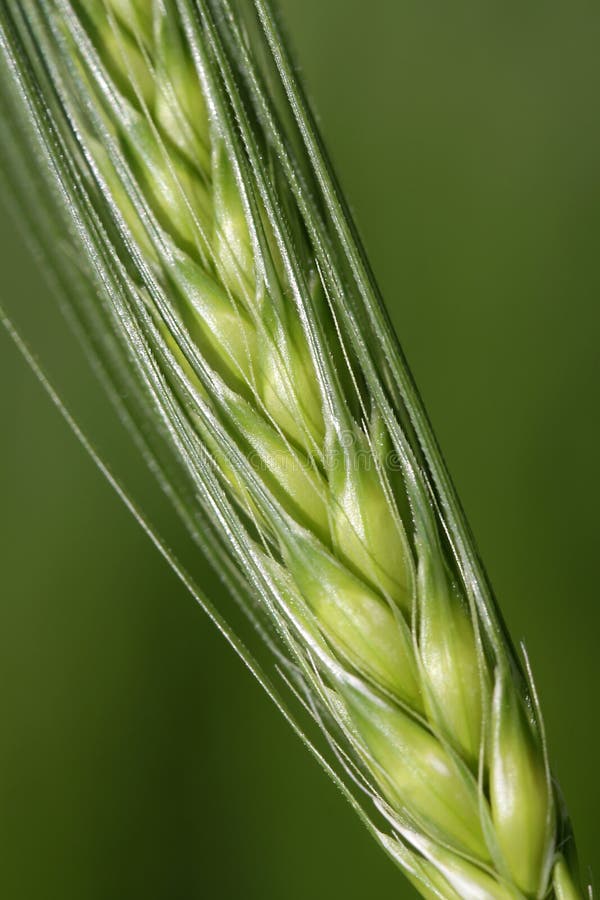 Texture sur une tige photo stock. Image du blé, vert - 14437858