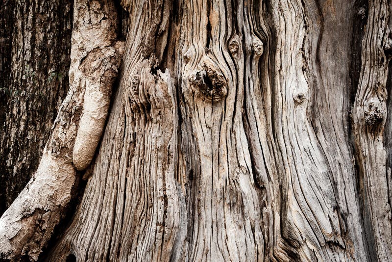 Texture and Surface of Big Old Tree Stock Image - Image of dirty ...