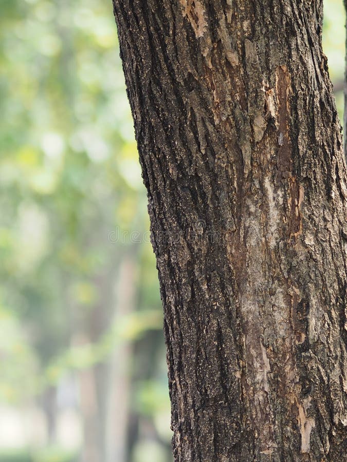 Texture Surface Big Tree in the Park Rough Skin Bark Stock Photo ...