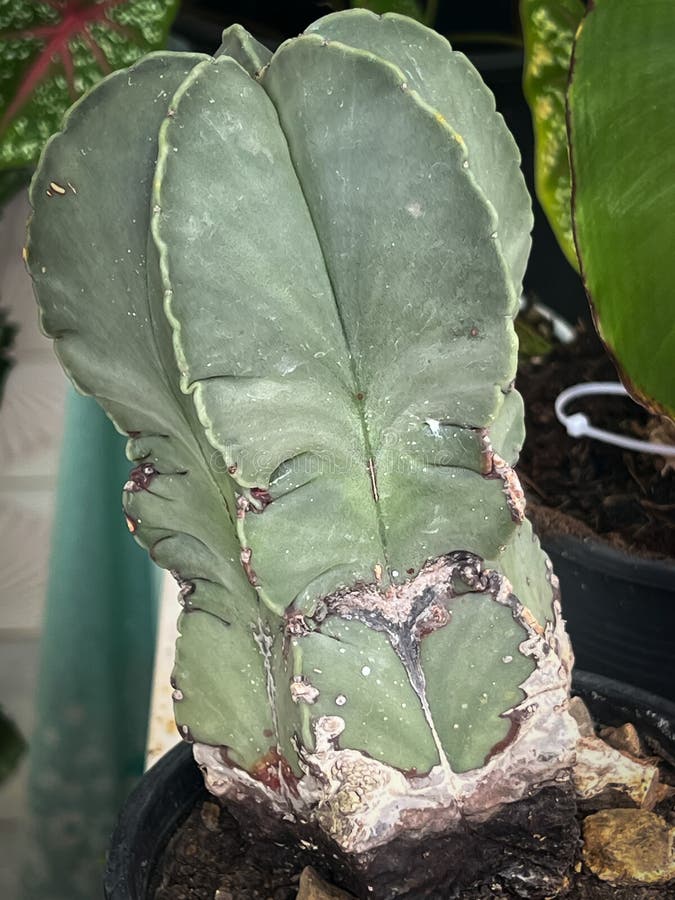 Surface of Cactus Getting Rotten and Dead from Fungal and Bacteria D ...