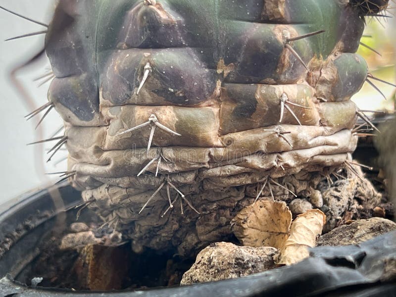 Surface of Cactus Getting Rotten and Dead from Fungal and Bacteria D ...