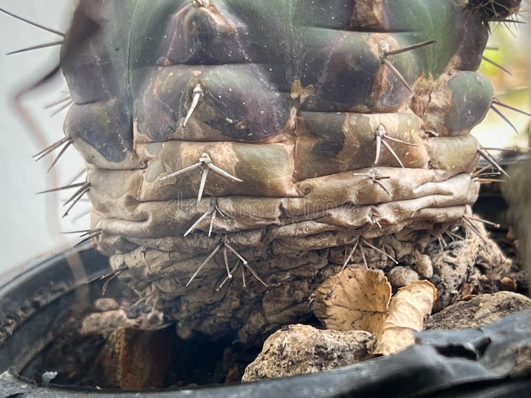 Cactus Disease,plant Rusts and Rot Problem Stock Photo - Image of thorn ...