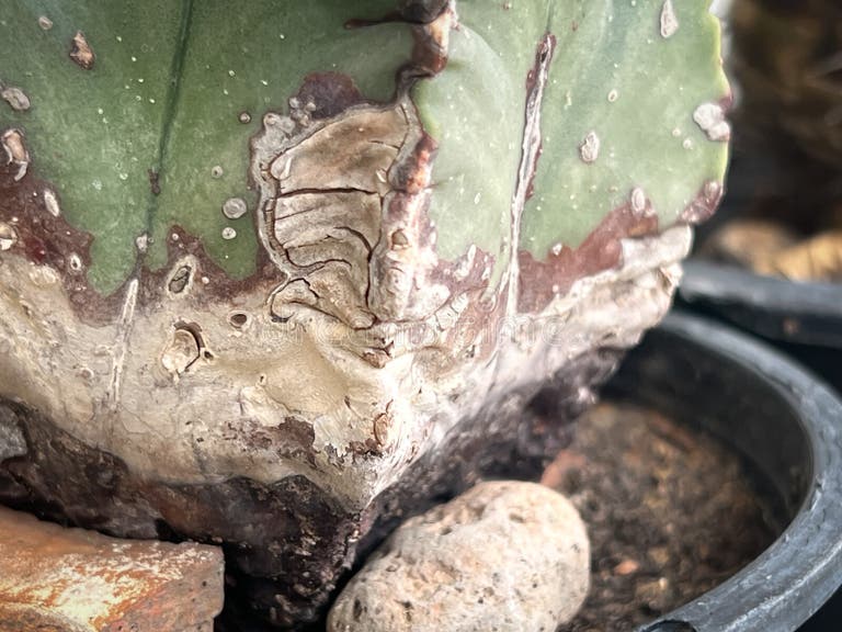 Cactus Disease,plant Rusts and Rot Problem Stock Photo - Image of ...