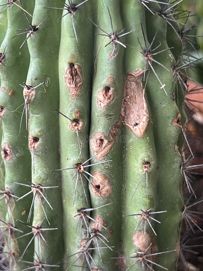 Cactus Disease,plant Rusts and Rot Problem Stock Photo - Image of fungi ...