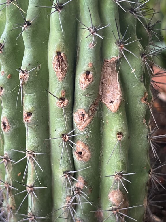 Cactus Disease,plant Rusts and Rot Problem Stock Photo - Image of fungi ...