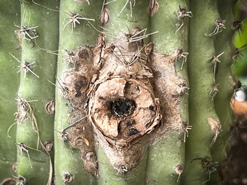 Cactus Disease,plant Rusts and Rot Problem Stock Photo - Image of ...