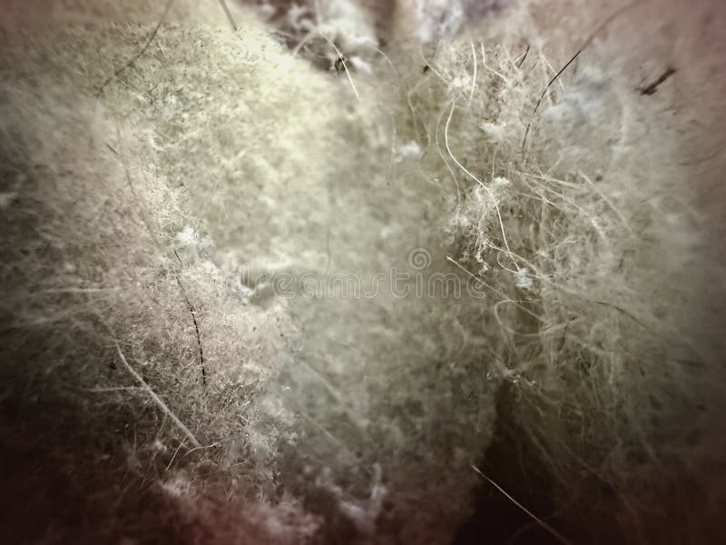 Texture and Surface of Cloth Dust from Drying Clothes in the Dryer ...