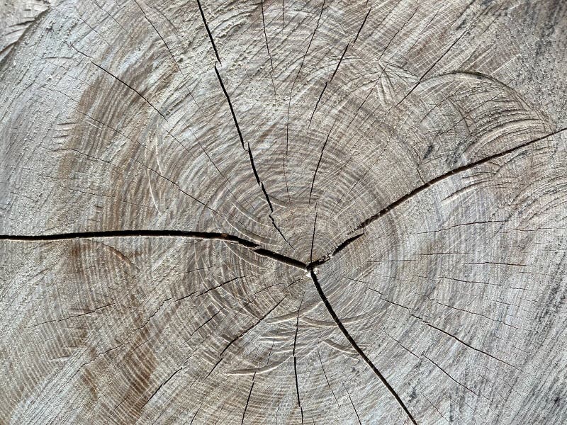 The Texture of the Surface of Felled Trees with Year Rings. Background ...