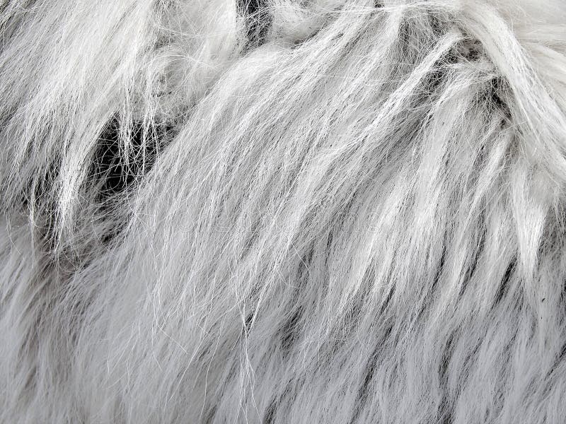 Texture of Surface of Natural White Wool Stock Photo - Image of fluffy ...