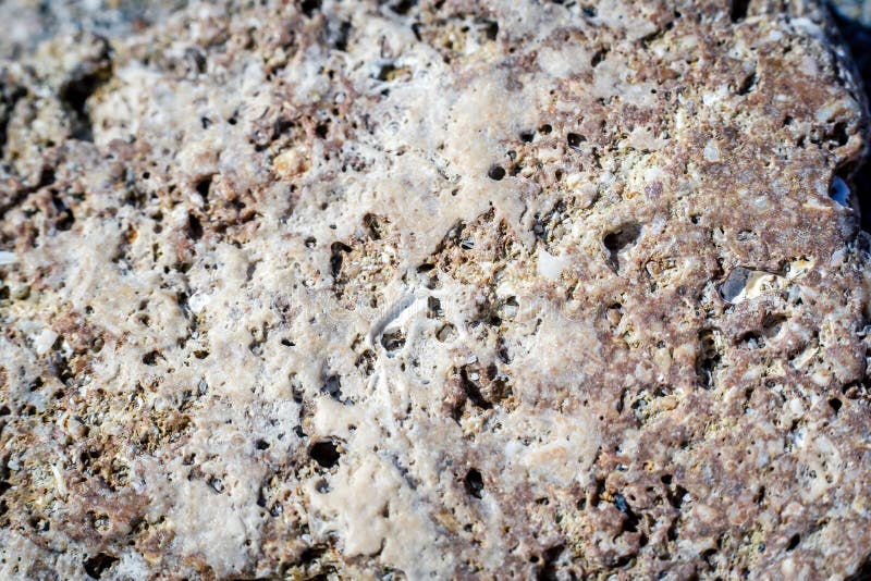 Texture of the Surface of the Old Shell Stock Photo - Image of exotic ...