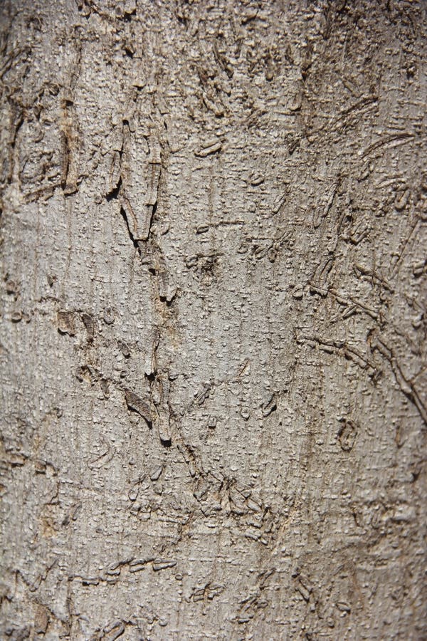 Texture of the Surface of an Old Tree with a Cracks, Stains and ...