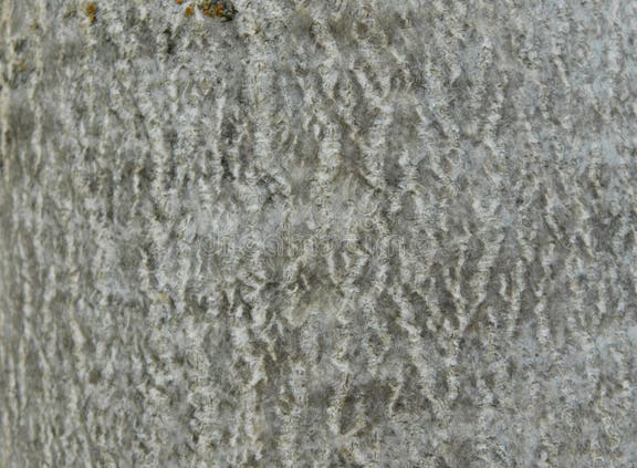 Texture Surface Patterns of a Tree for Backgrounds Stock Image - Image ...