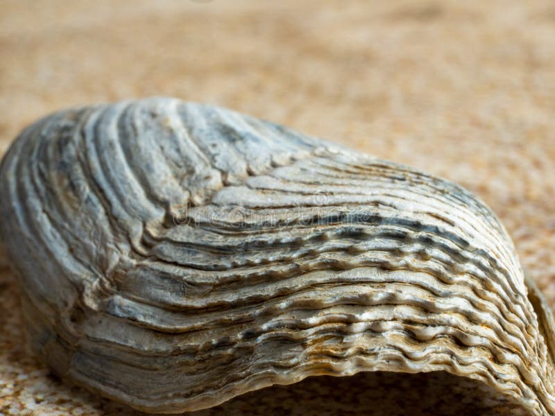 Scallop Shell Close Up on White Stock Image - Image of summer, shot ...