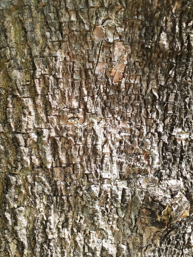 Texture from Surrounding Environment Stock Photo - Image of environment ...