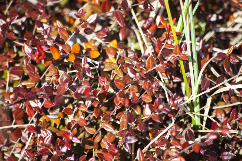 Texture of Red Plants. Marsh Grass Stock Photo - Image of texture ...