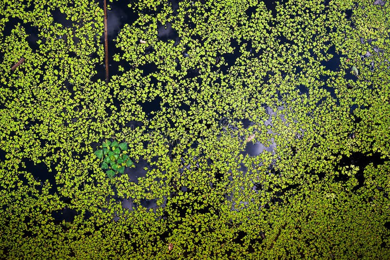 Texture of Swamp Water stock photo. Image of background - 153050914