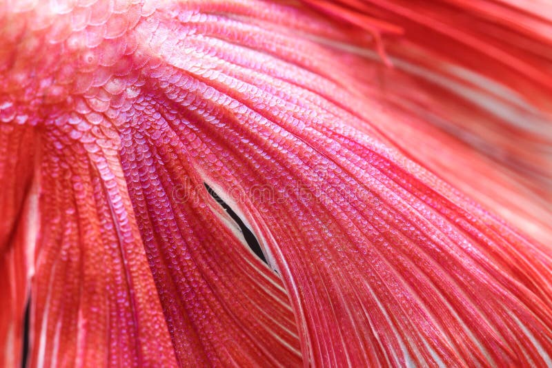 Texture of tail fish stock image. Image of elegant, motion - 64063443