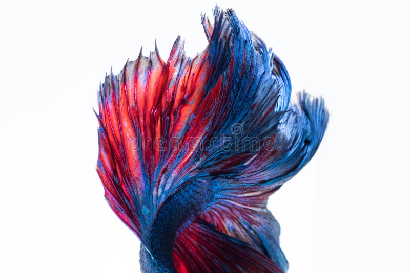 Texture of Tail Siamese Fighting Fish on White Background. Stock Photo ...
