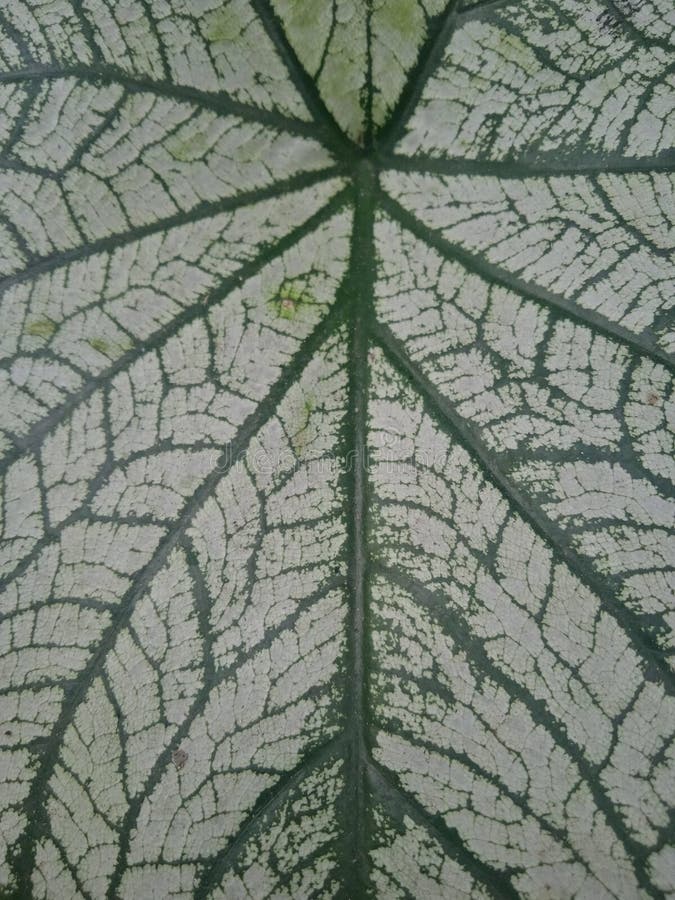 The texture of taro leave stock image. Image of taro - 281381795