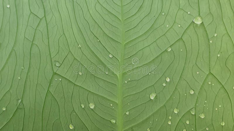 Texture of Taro Leaves with Water Splash Stock Photo - Image of grass ...