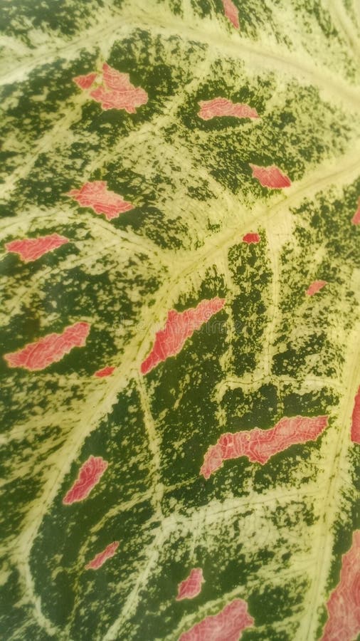 Texture of Taro Tree Leaves Stock Photo - Image of texture, flooring ...