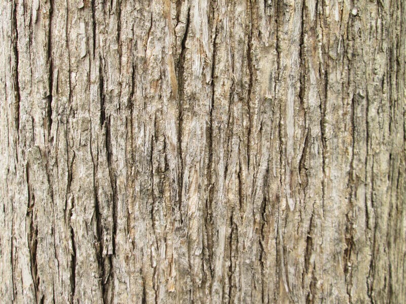Texture of Teak Tree Bark Background Stock Image - Image of plant ...