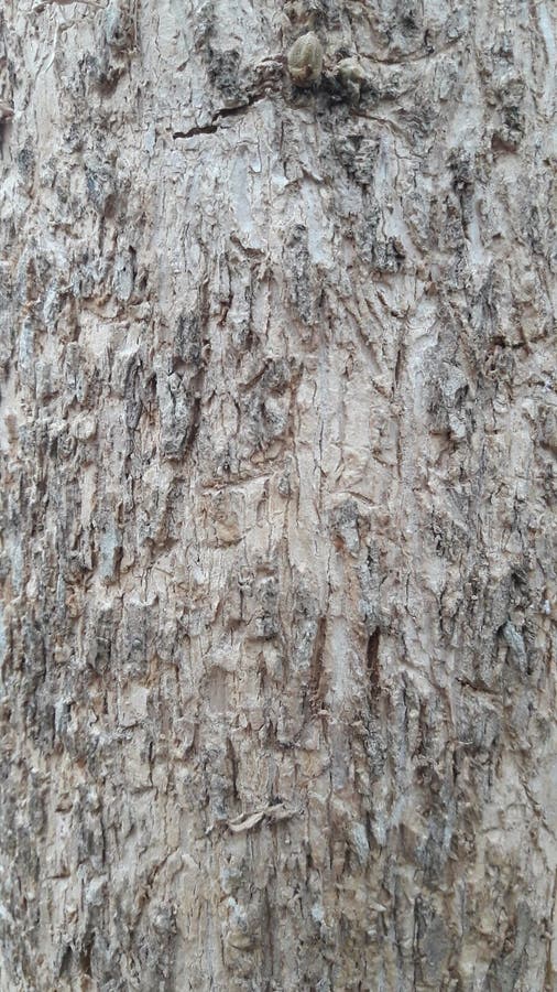 1,584 Teak Bark Texture Stock Photos - Free & Royalty-Free Stock Photos ...