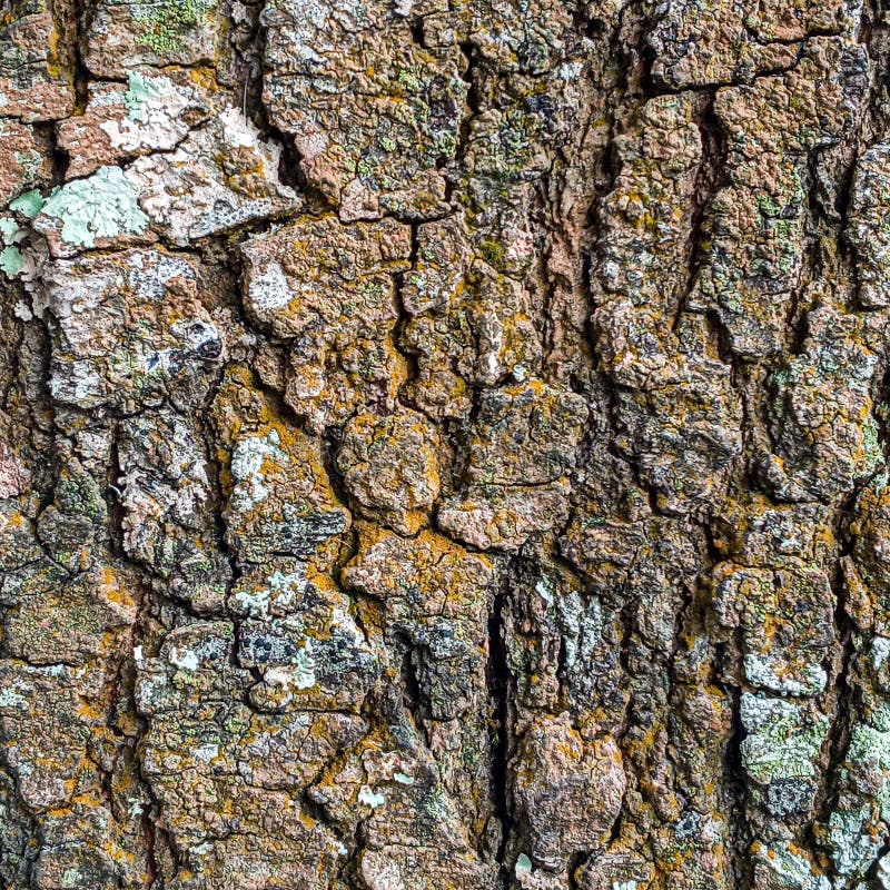 110 Jati Wood Beams Texture Stock Photos - Free & Royalty-Free Stock ...