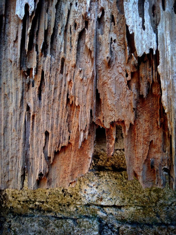 The Texture Of Teak Wood Corrosion Due To Heat, Rain And Insects Stock ...