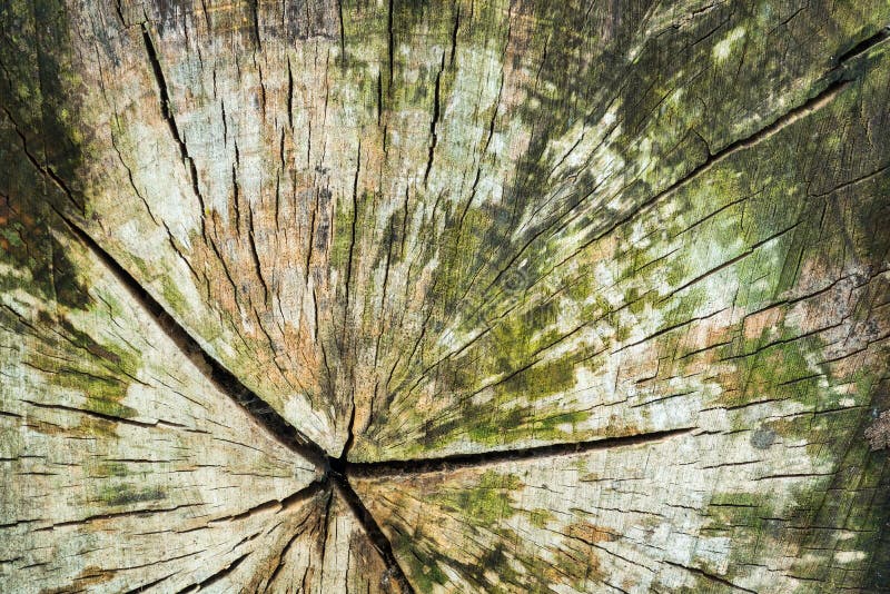 Texture stock photo. Image of holland, outdoors, wood - 31203452