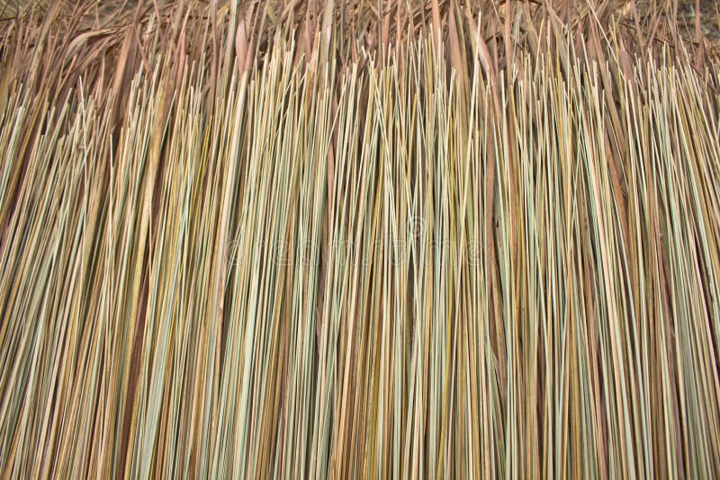 Texture of thatch stock image. Image of leaf, rough, backdrop - 19558123