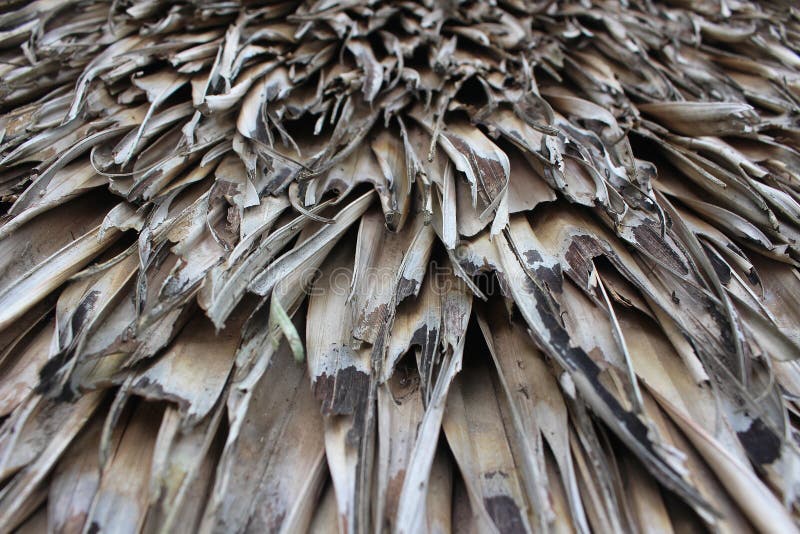 Texture of thatch roof stock photo. Image of branches - 56799246