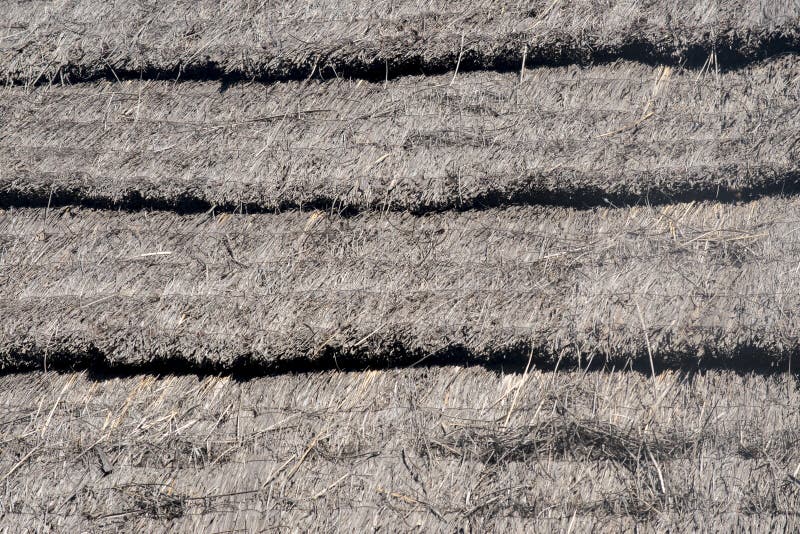 Texture of a thatched roof stock photo. Image of wall - 343675834