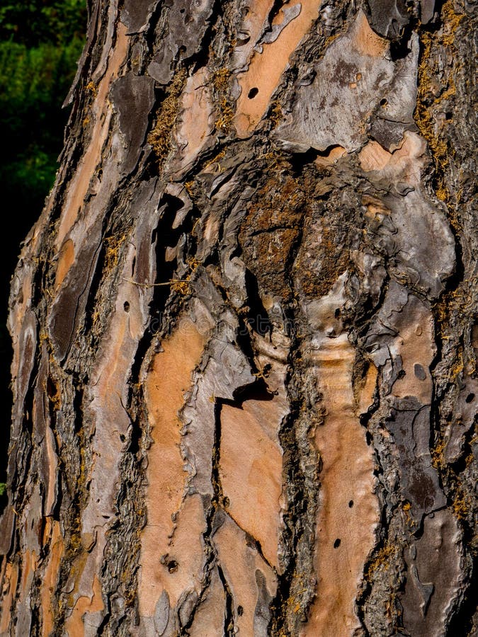 Tree Trunk To Appreciate the Texture of the Tree Stock Photo - Image of ...