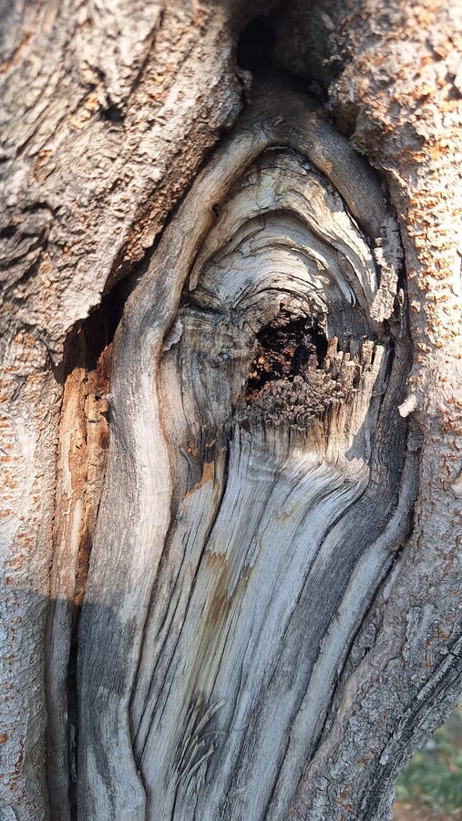 The Texture of a Thick Tree Made Up of Fractures and Curved Lines ...