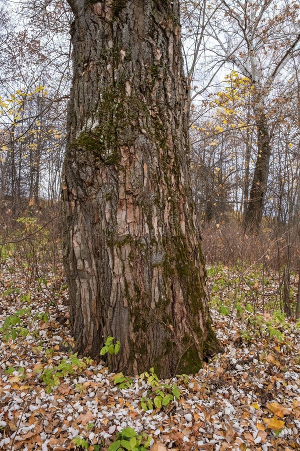 A Thick Trunk of an Old Half-rotted Tree Lying on the Ground Stock ...